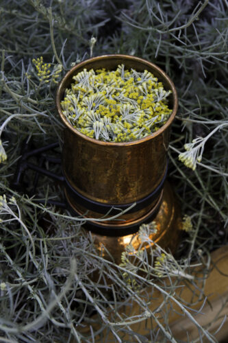 Growing Helichrysum for Your Aromatic Apothecary – Mother Earth News